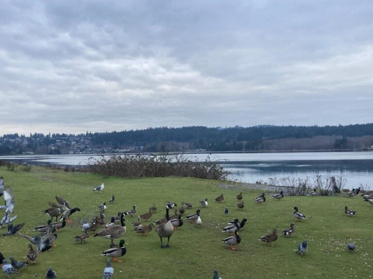 Esquimalt Lagoon: Bird Sanctuary and Driftwood Sculpture Beach ...