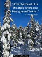 100 Best Forest Quotes and Captions | Routinely Nomadic