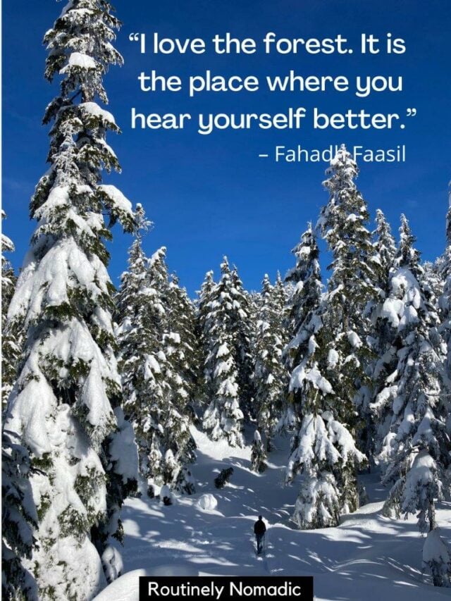 100 Best Forest Quotes and Captions | Routinely Nomadic