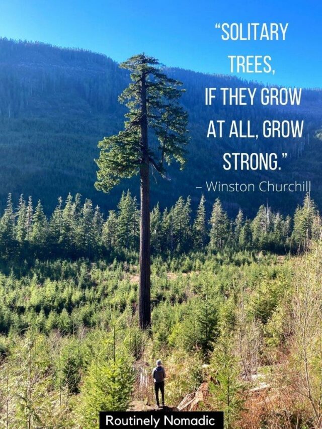 100 Peaceful Tree Captions for Instagram | Routinely Nomadic