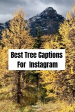 100 Peaceful Tree Captions for Instagram | Routinely Nomadic