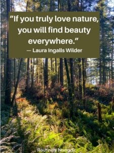 Best Forest Quotes and Captions for 2023 | Routinely Nomadic