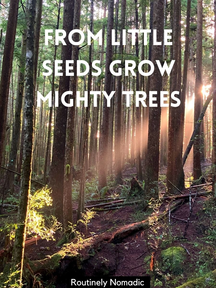 100 Peaceful Tree Captions for Instagram | Routinely Nomadic