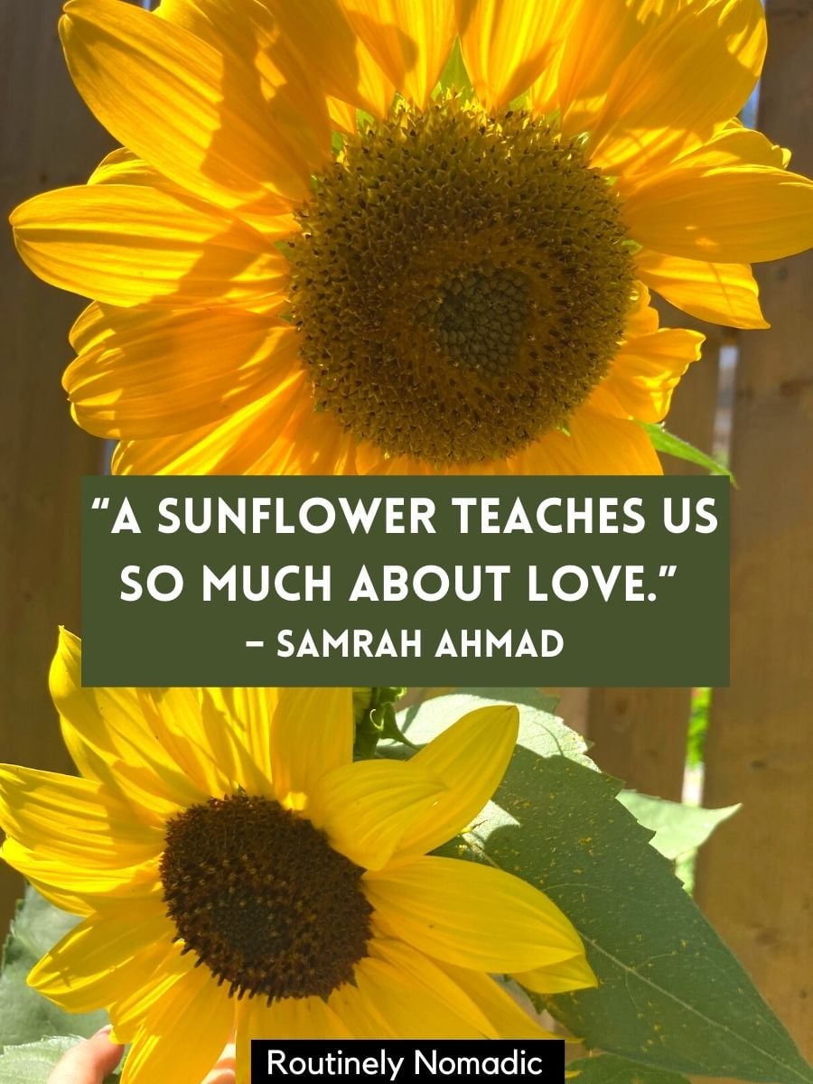 100 Glowing Sunflower Captions | Routinely Nomadic