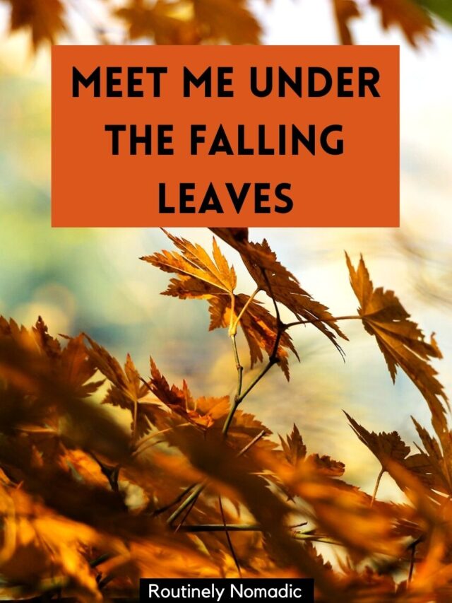 Welcome Autumn with Funny and Short Fall Letter Board Quotes and ...