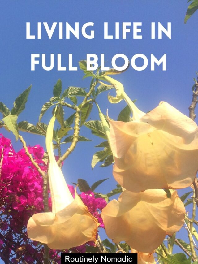 Short Flower Quotes: 110 Amazing Flower Sayings | Routinely Nomadic