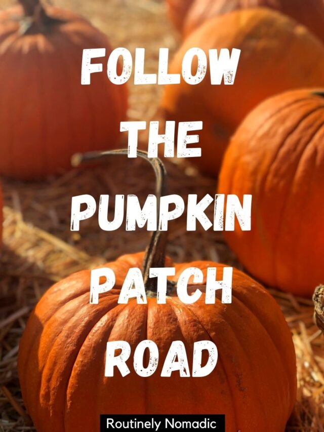 250 Cute, Funny and Short Pumpkin Captions, Sayings & Quotes for ...