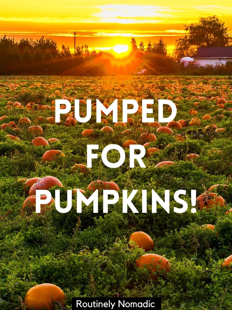 250 Cute, Funny and Short Pumpkin Captions, Sayings & Quotes for ...