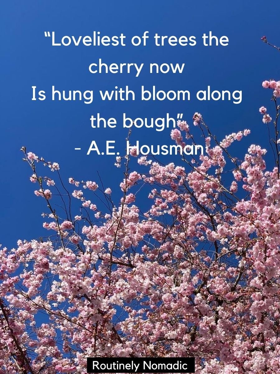 170 Blooming Cherry Blossom Quotes | Routinely Nomadic