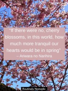 170 Blooming Cherry Blossom Quotes | Routinely Nomadic