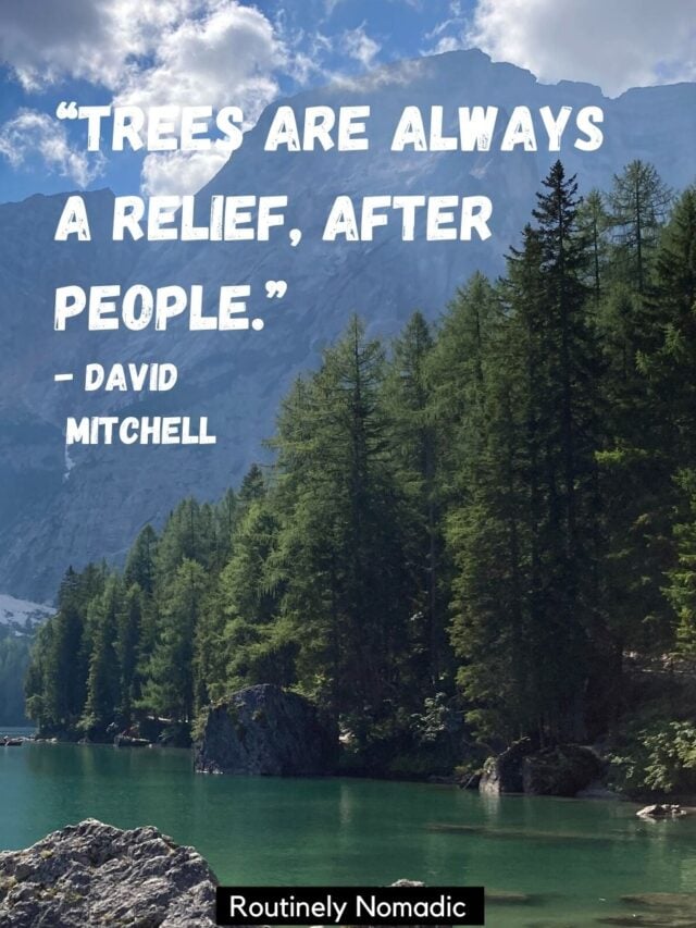 100 Beautiful Tree Quotes and Sayings | Routinely Nomadic