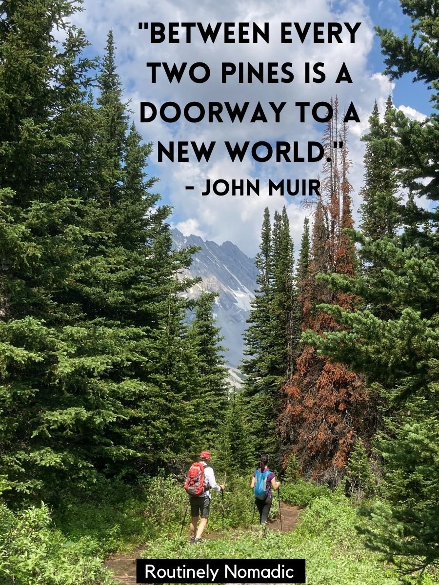 100 Beautiful Tree Quotes and Sayings | Routinely Nomadic