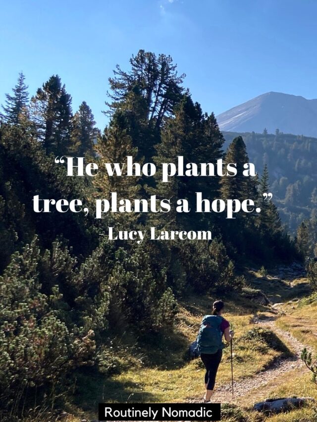 100 Beautiful Tree Quotes and Sayings | Routinely Nomadic