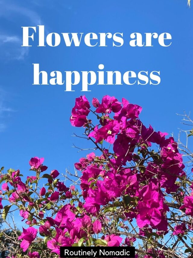 100 Captions About Flowers for Instagram | Routinely Nomadic
