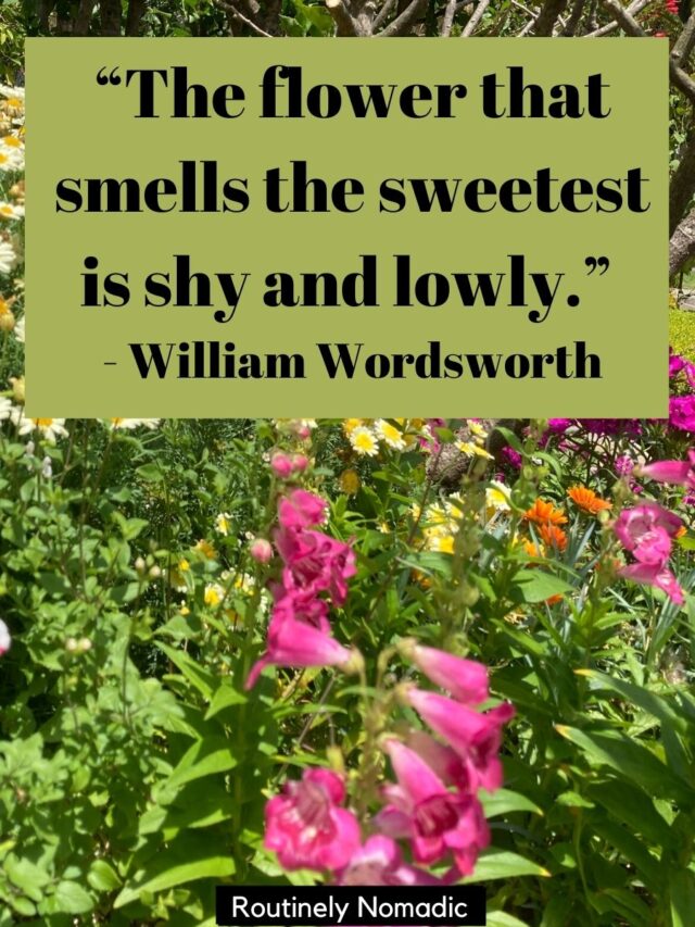 Short Flower Quotes: 110 Amazing Flower Sayings | Routinely Nomadic