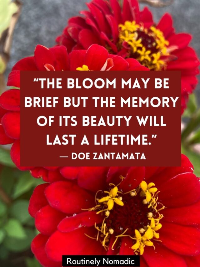 Short Flower Quotes: 110 Amazing Flower Sayings | Routinely Nomadic