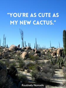 Perfect Desert Quotes: 115 Desert Sayings | Routinely Nomadic