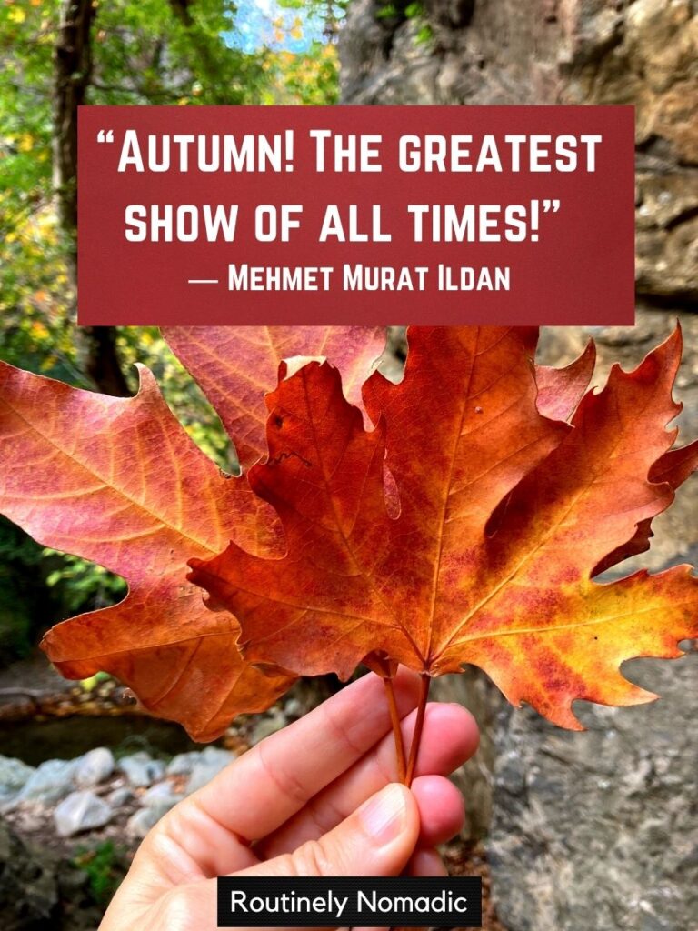 145 Funny Fall Quotes Routinely Nomadic 145 Funny Fall Quotes Routinely Nomadic