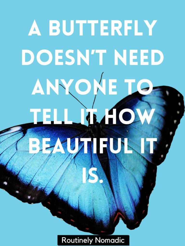 175 Perfect Butterfly Captions For 2023 Routinely Nomadic