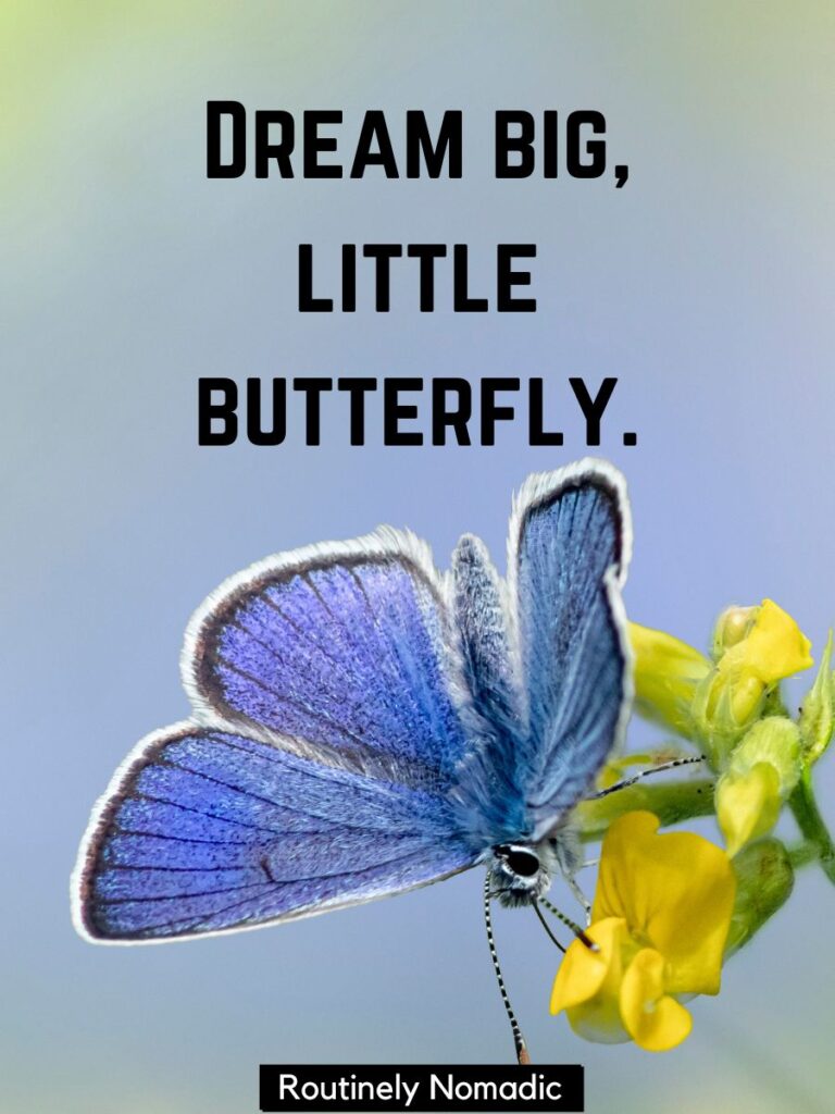 175 Fluttering Butterfly Captions For That Floating Vibe Routinely Shares 175 Fluttering Butterfly Captions For That Floating Vibe Routinely Shares