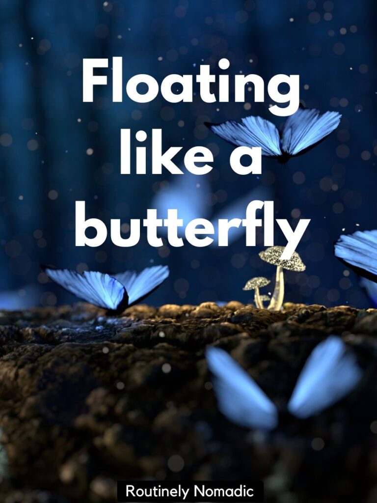 175 Perfect Butterfly Captions For 2023 Routinely Nomadic 175 Perfect Butterfly Captions For 2023 Routinely Nomadic