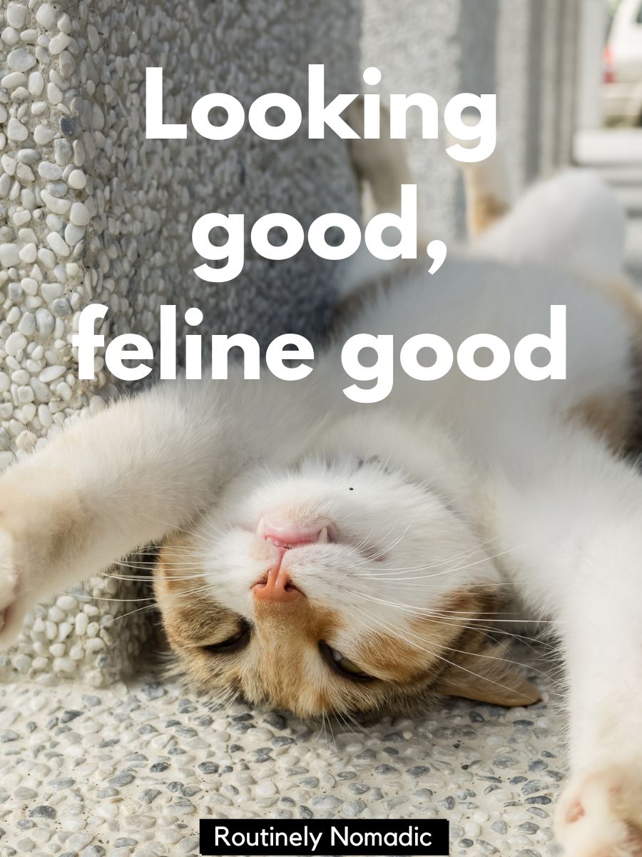 100 Purrfect Funny Cat Puns Routinely Nomadic 100 Purrfect Funny Cat Puns Routinely Nomadic