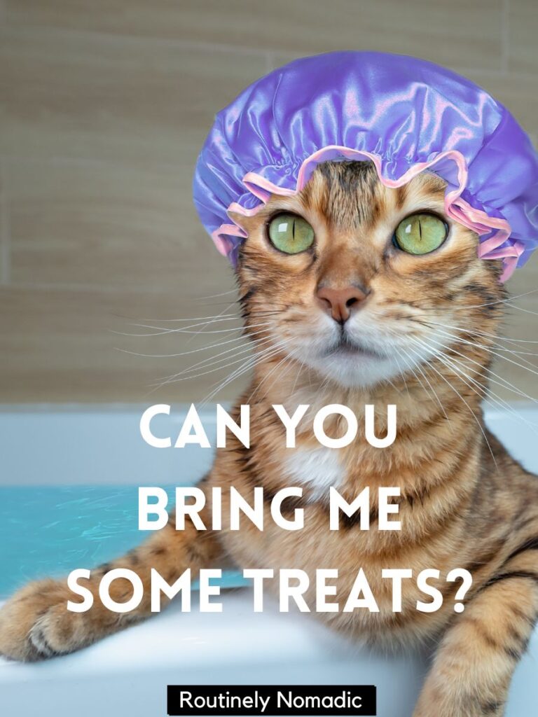 145 Purr fectly Amazing Cat Captions For Your Feline Friend Routinely