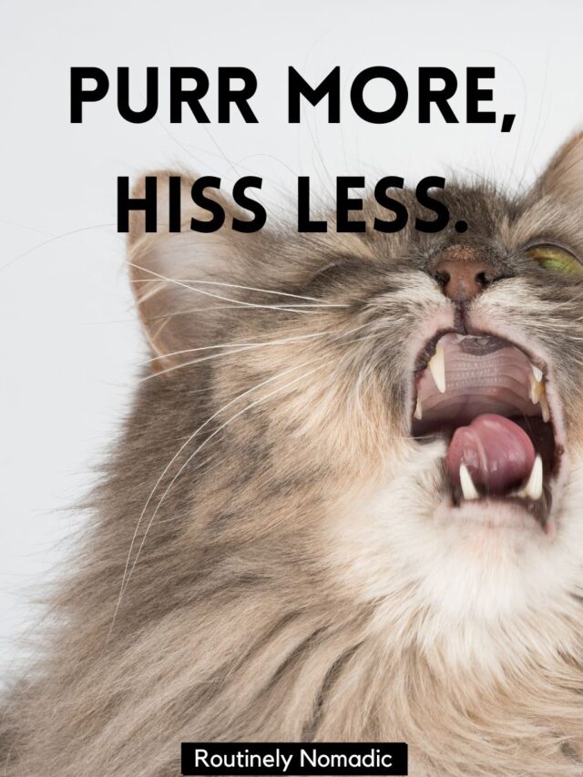 100 Purrfect Funny Cat Puns Routinely Nomadic 100-purrfect-funny-cat-puns-routinely-nomadic