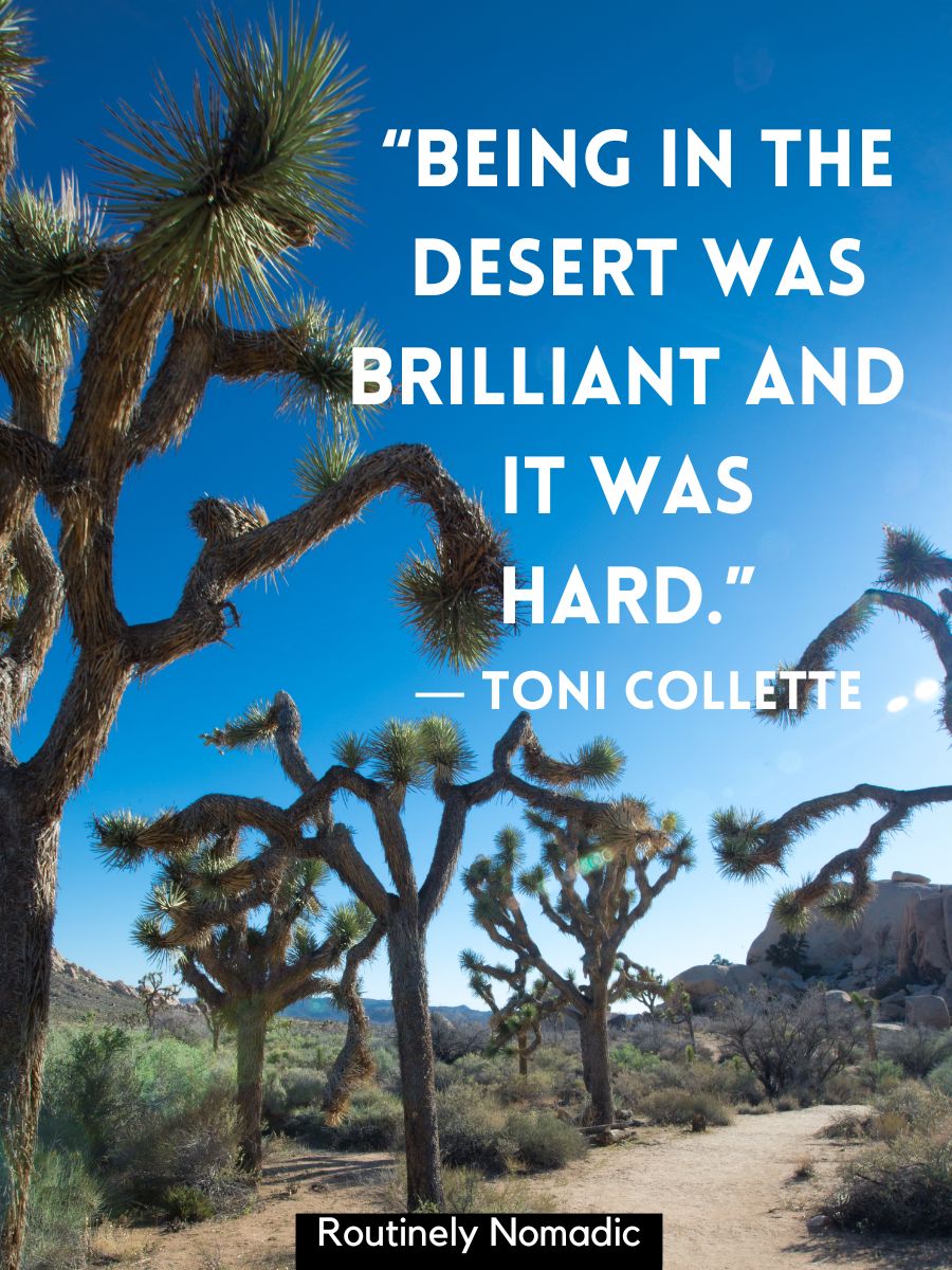 150 Best Joshua Tree Captions | Routinely Nomadic