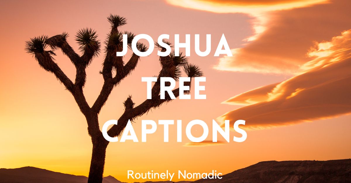 150 Best Joshua Tree Captions | Routinely Nomadic