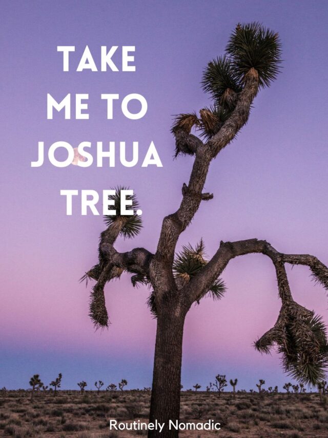 150 Best Joshua Tree Captions | Routinely Nomadic