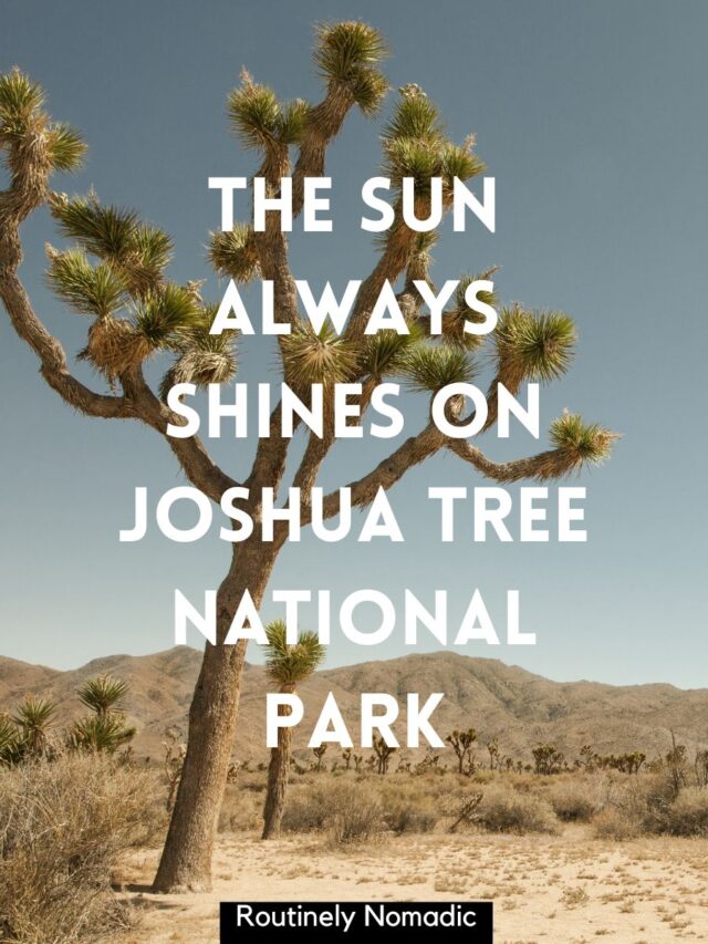 150 Best Joshua Tree Captions | Routinely Nomadic