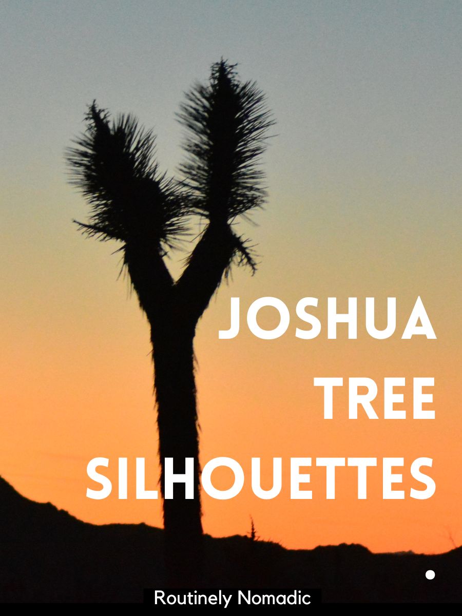 150 Best Joshua Tree Captions | Routinely Nomadic