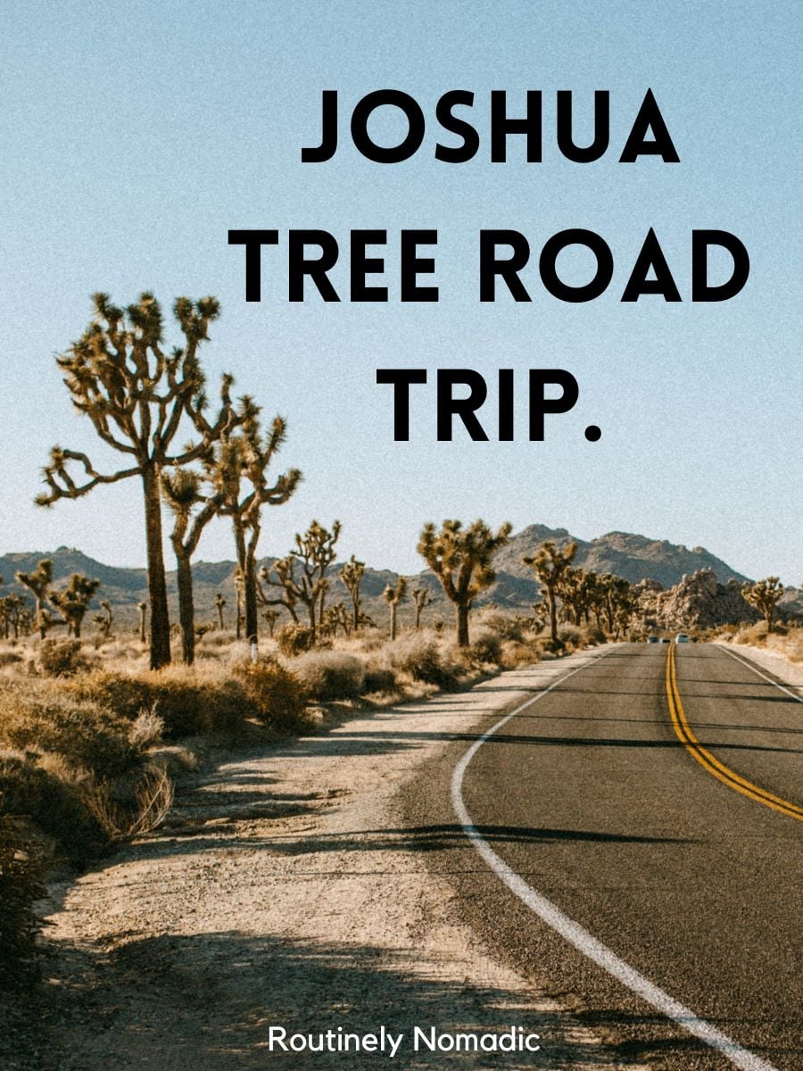 150 Best Joshua Tree Captions | Routinely Nomadic