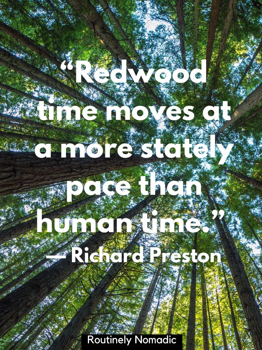 100 Perfect Redwoods Captions | Routinely Nomadic