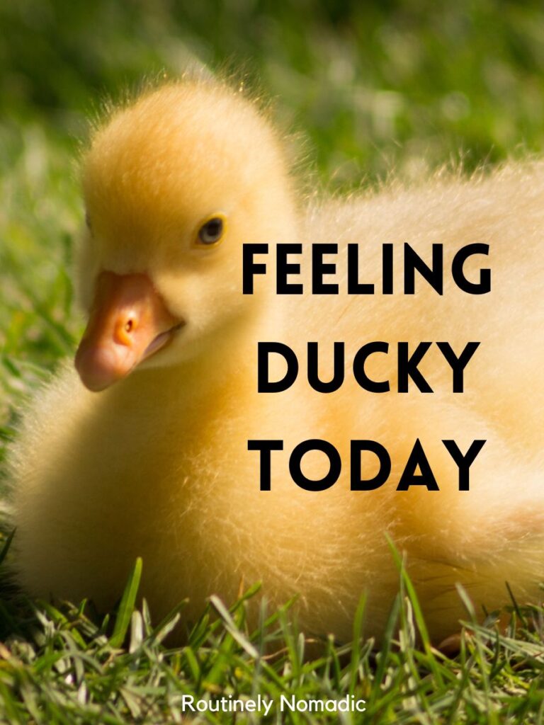 145 Cute And Funny Duck Captions For Instagram Routinely Shares