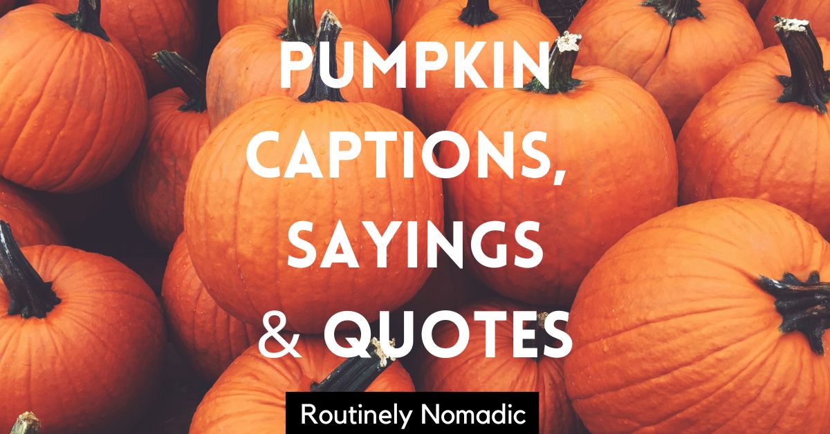 250 Cute, Funny and Short Pumpkin Captions, Sayings & Quotes for ...